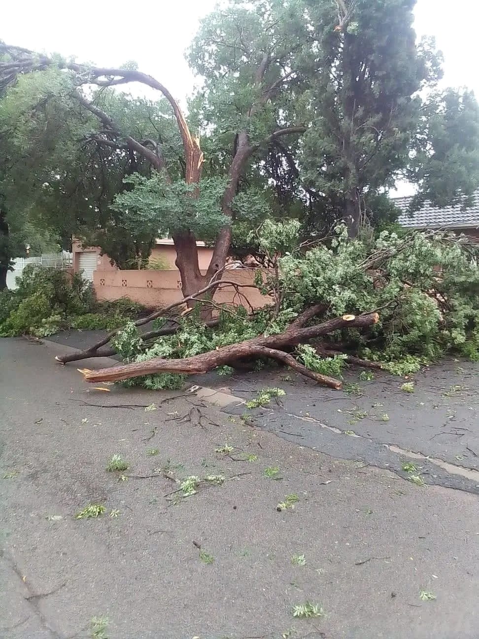 Tree Felling Boksburg | Expert Arborist Services