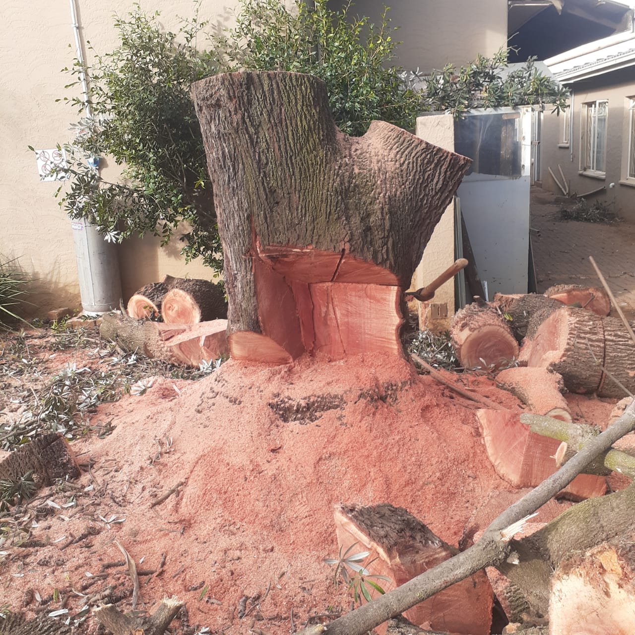 Tree Felling Boksburg | Expert Arborist Services